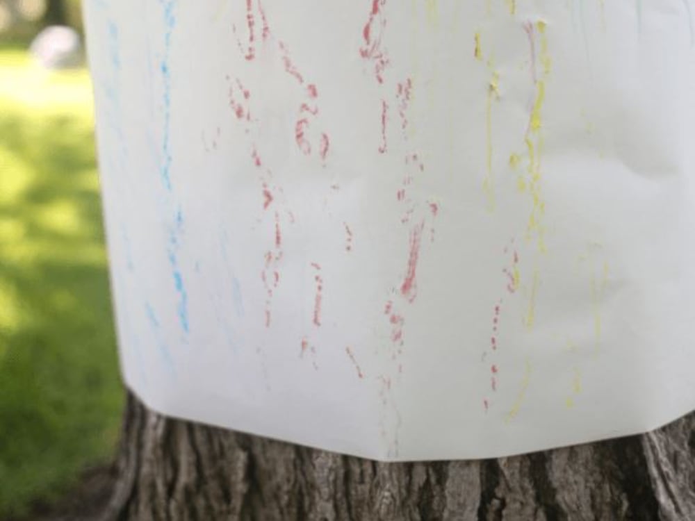 Bark rubbing | The Froebel Partnership