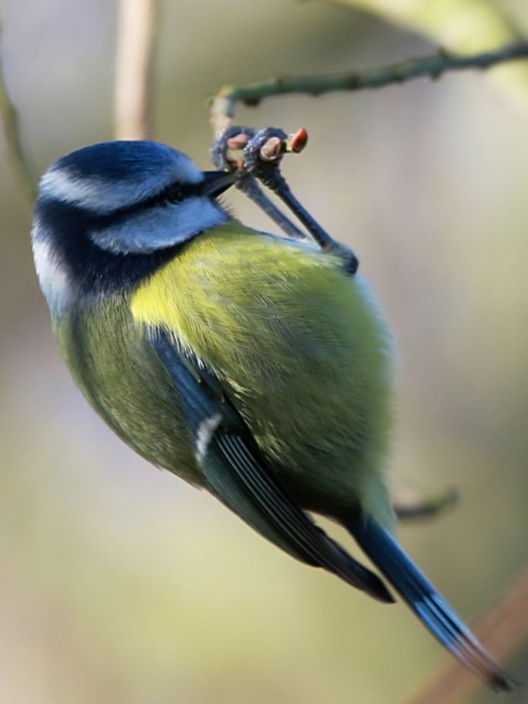 Bird spotting | The Froebel Partnership