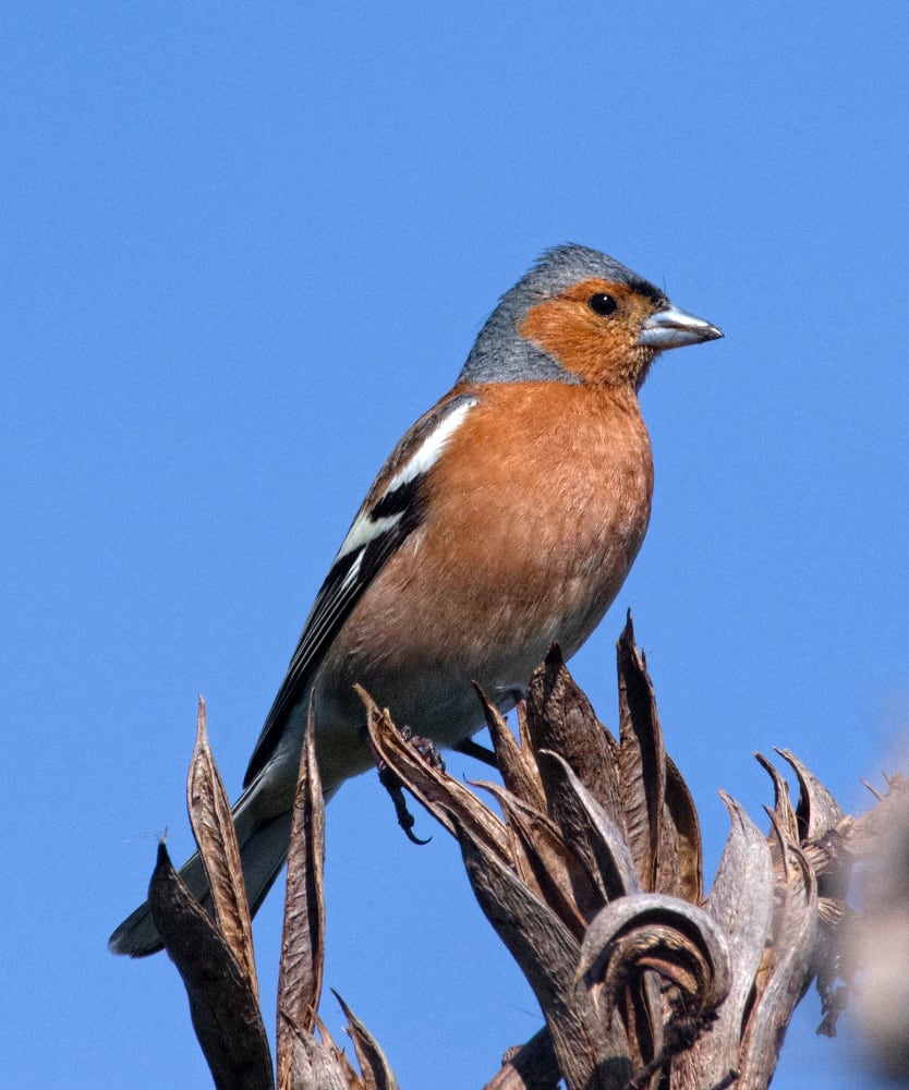 Bird spotting | The Froebel Partnership