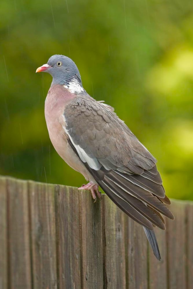 Bird spotting | The Froebel Partnership